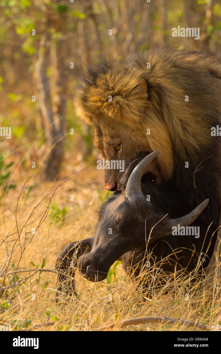 Lion killing buffalo hi-res stock photography and images - Alamy