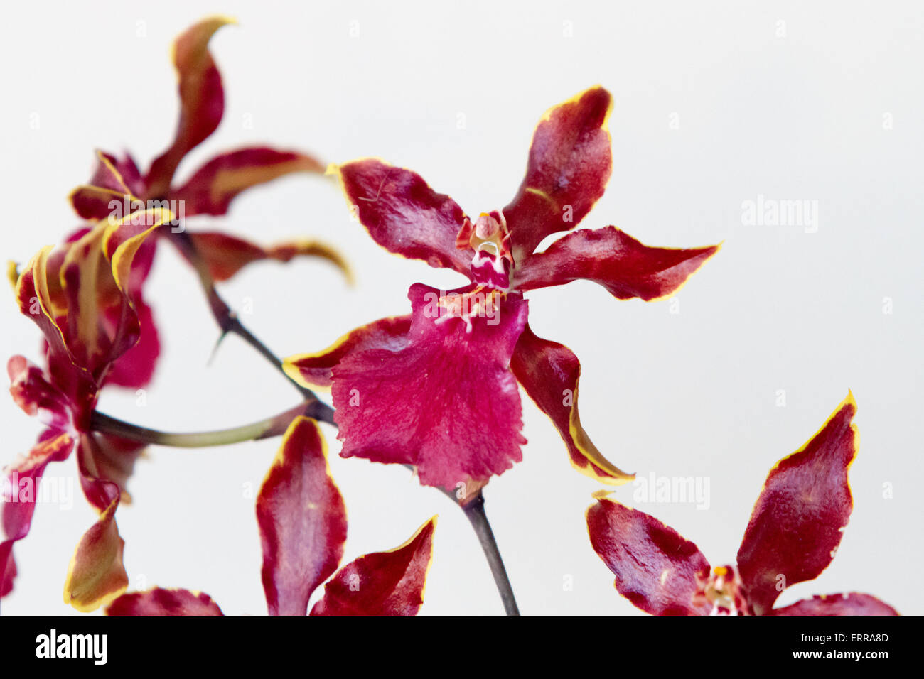 Deep red orchid flowers over white background Stock Photo - Alamy