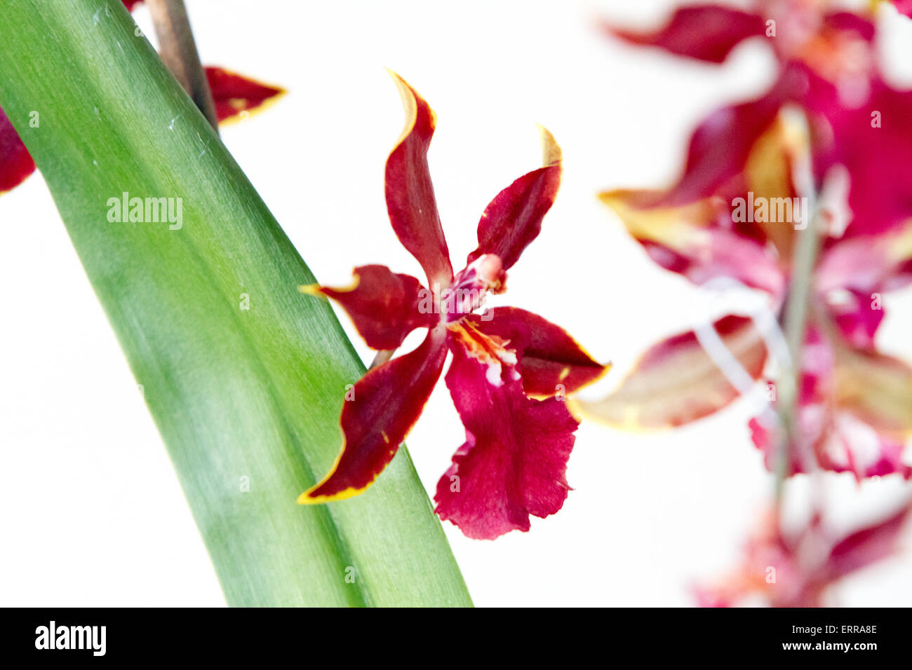 Deep red orchid flowers over white background Stock Photo - Alamy