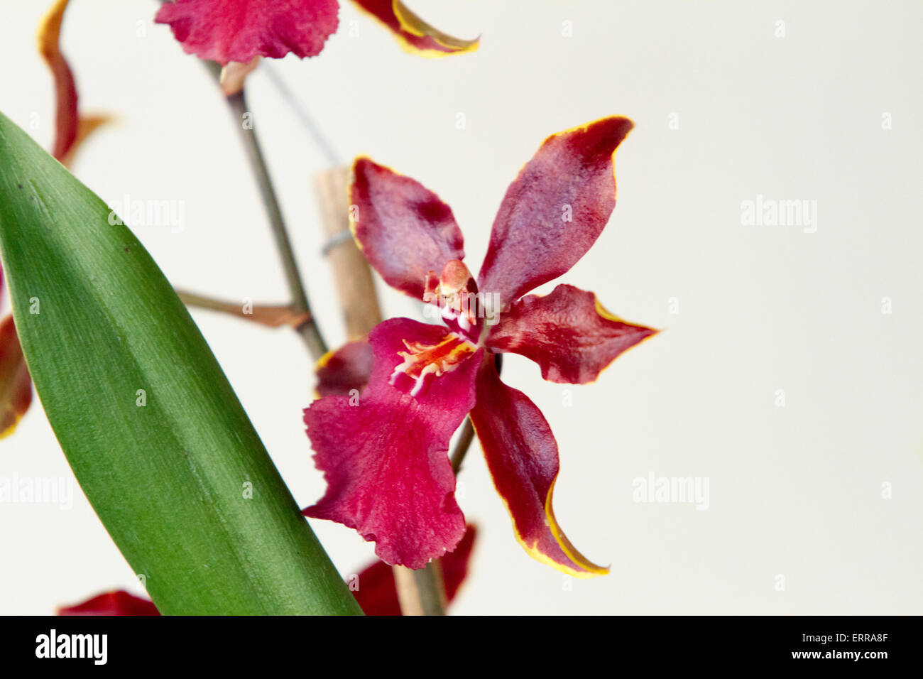 Deep red orchid flowers over white background Stock Photo - Alamy