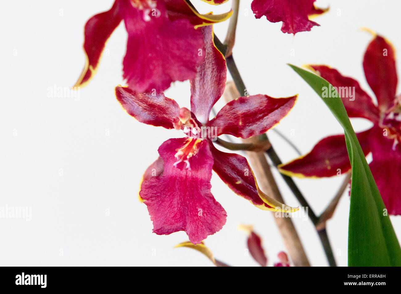 Deep red orchid flowers over white background Stock Photo - Alamy