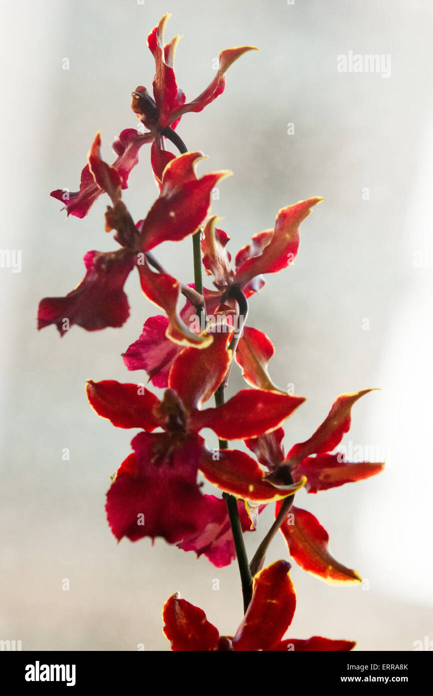 Deep red orchid flowers over white background Stock Photo - Alamy