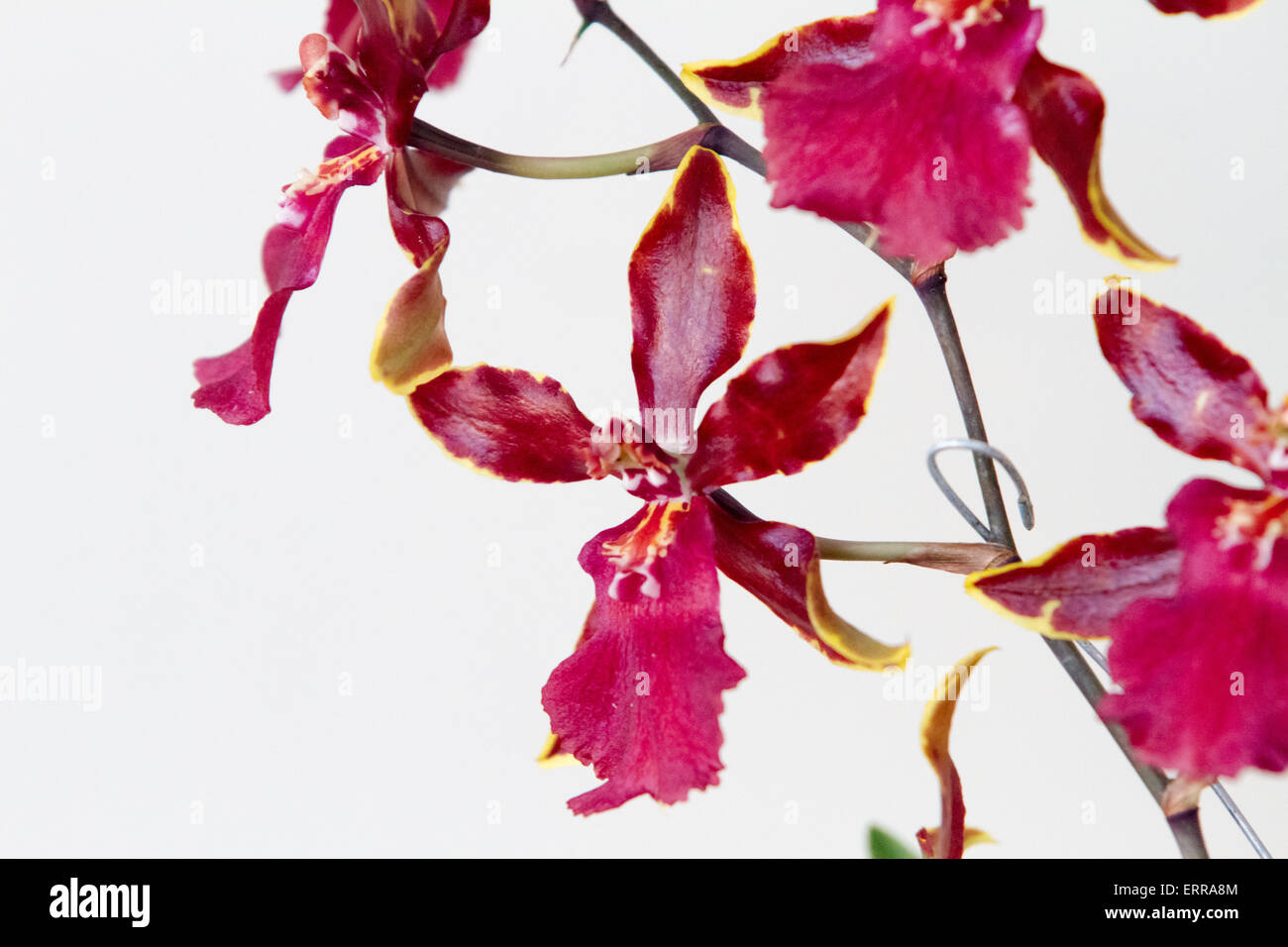 Deep red orchid flowers over white background Stock Photo - Alamy