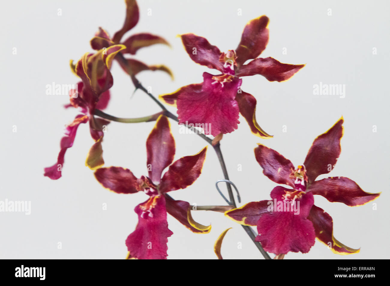 Deep red orchid flowers over white background Stock Photo - Alamy
