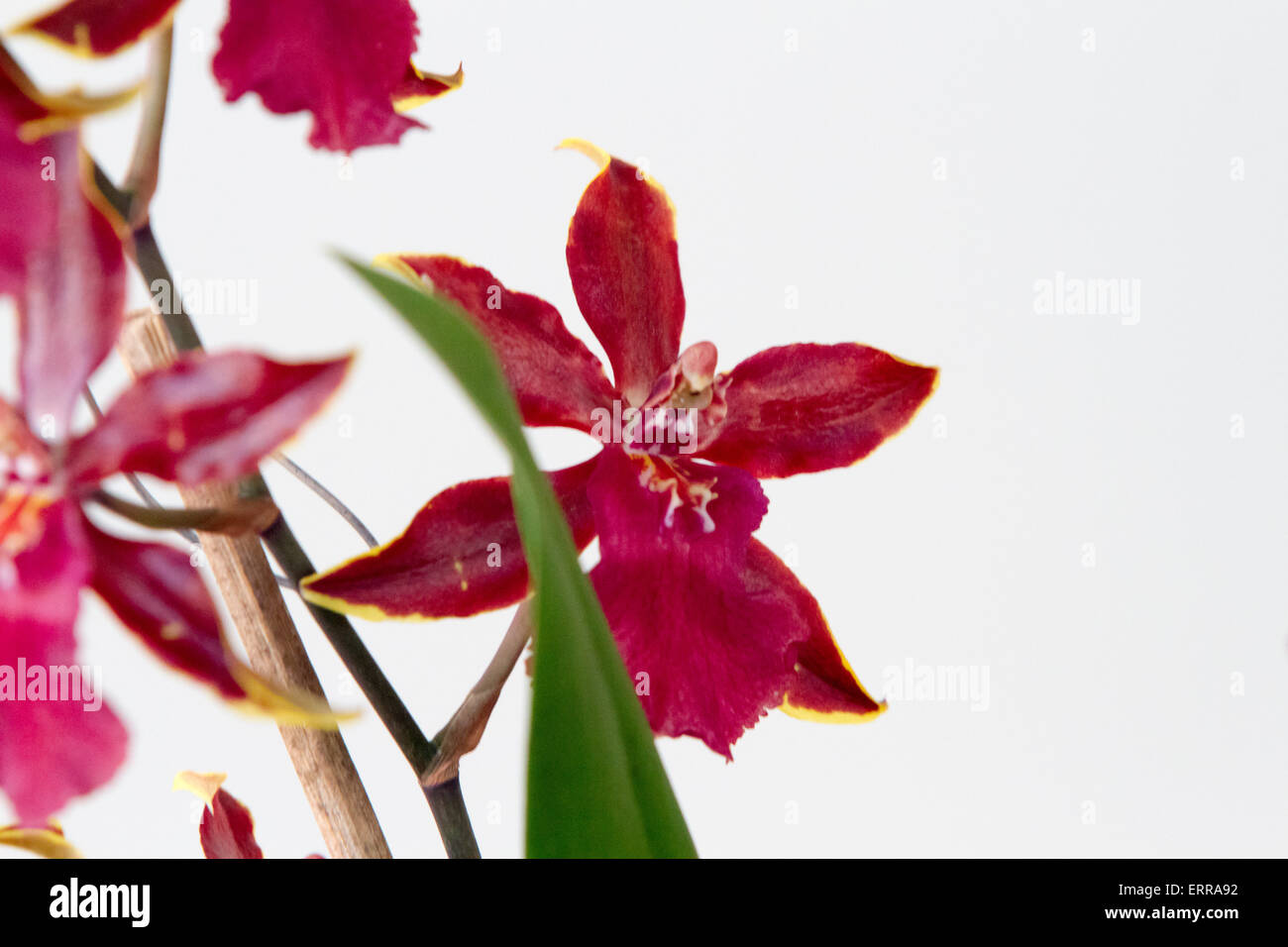 Deep red orchid flowers over white background Stock Photo - Alamy