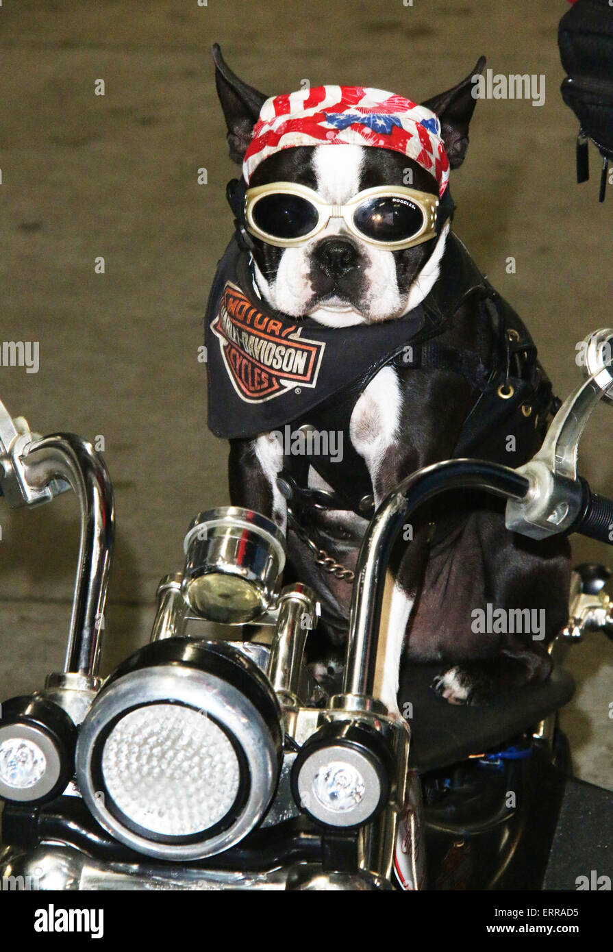 Travelers Dog Chopper