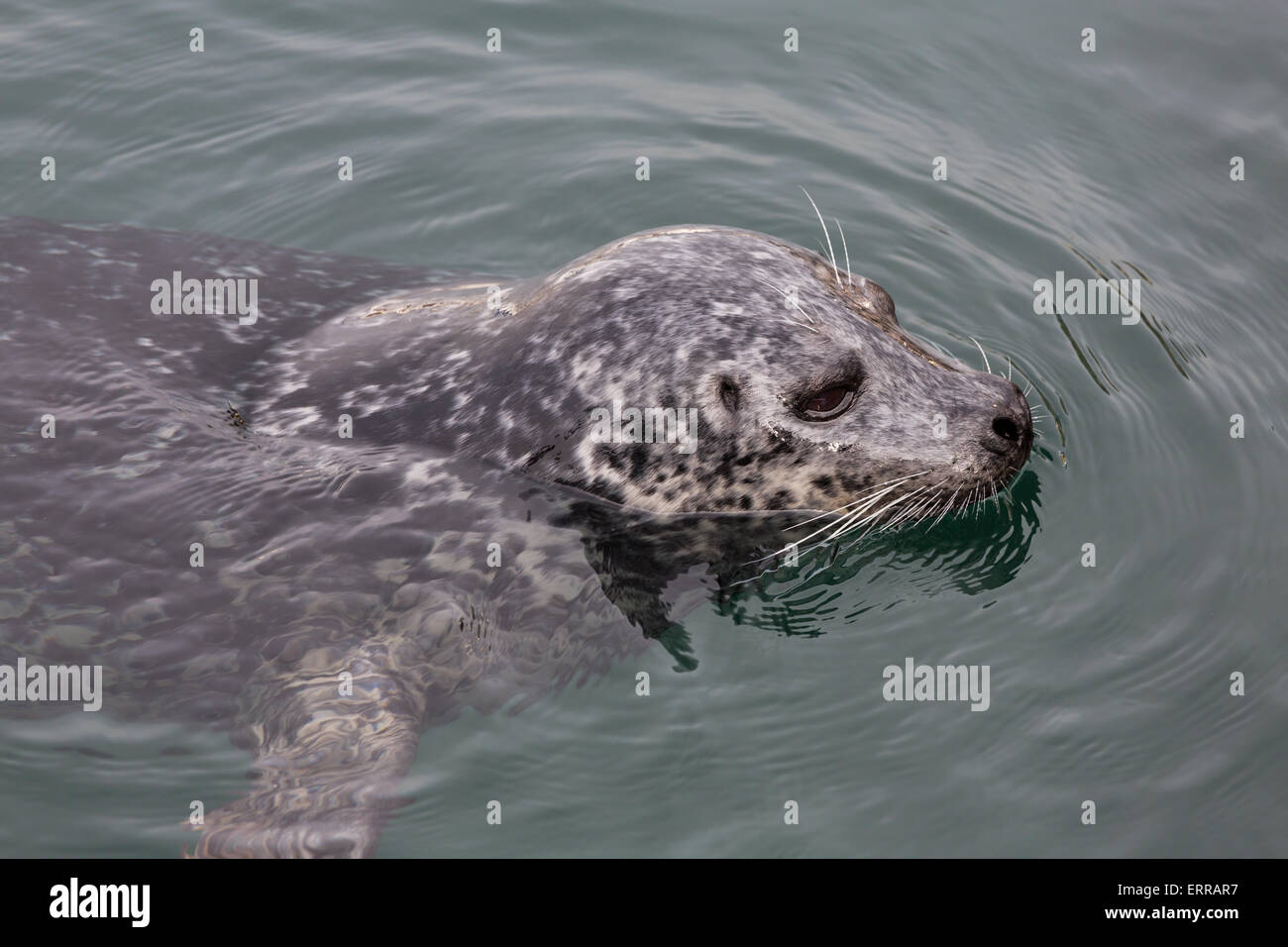 Seal in Victoria, BC harbor Stock Photo - Alamy
