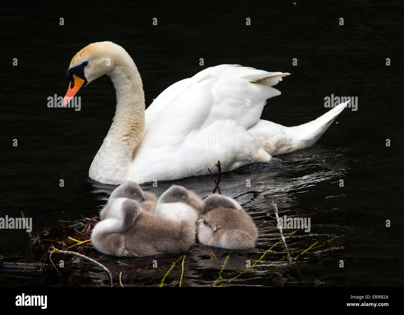 Swan guards nest of baby cygnets Stock Photo - Alamy