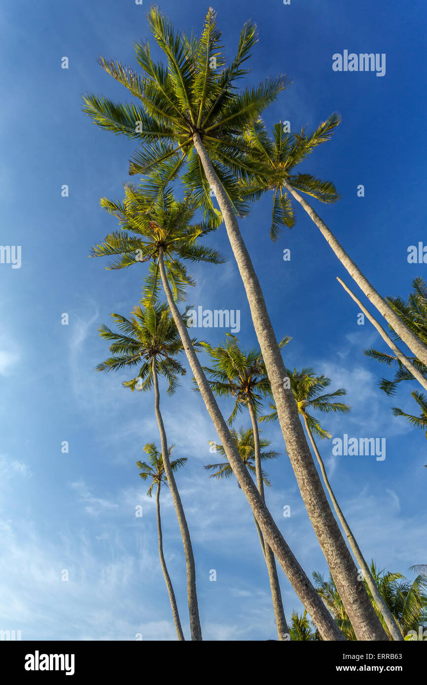 High coconut tree hi-res stock photography and images - Alamy