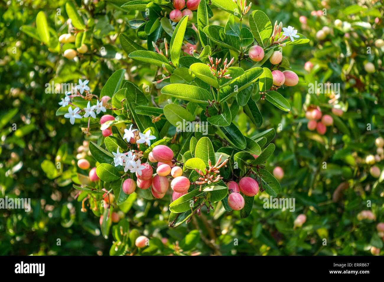 Carissa caranda hi-res stock photography and images - Alamy