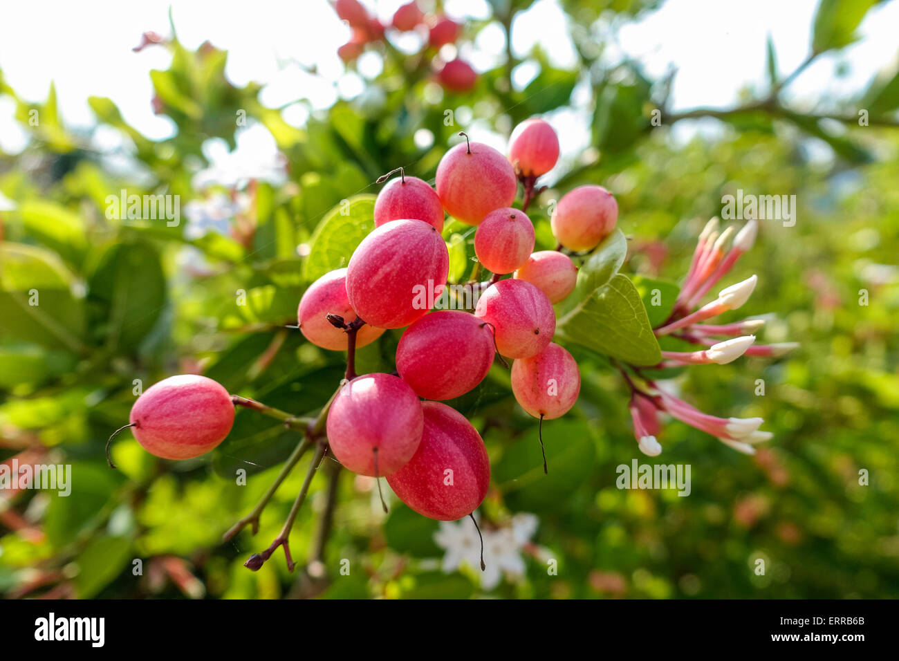 Carissa caranda hi-res stock photography and images - Alamy