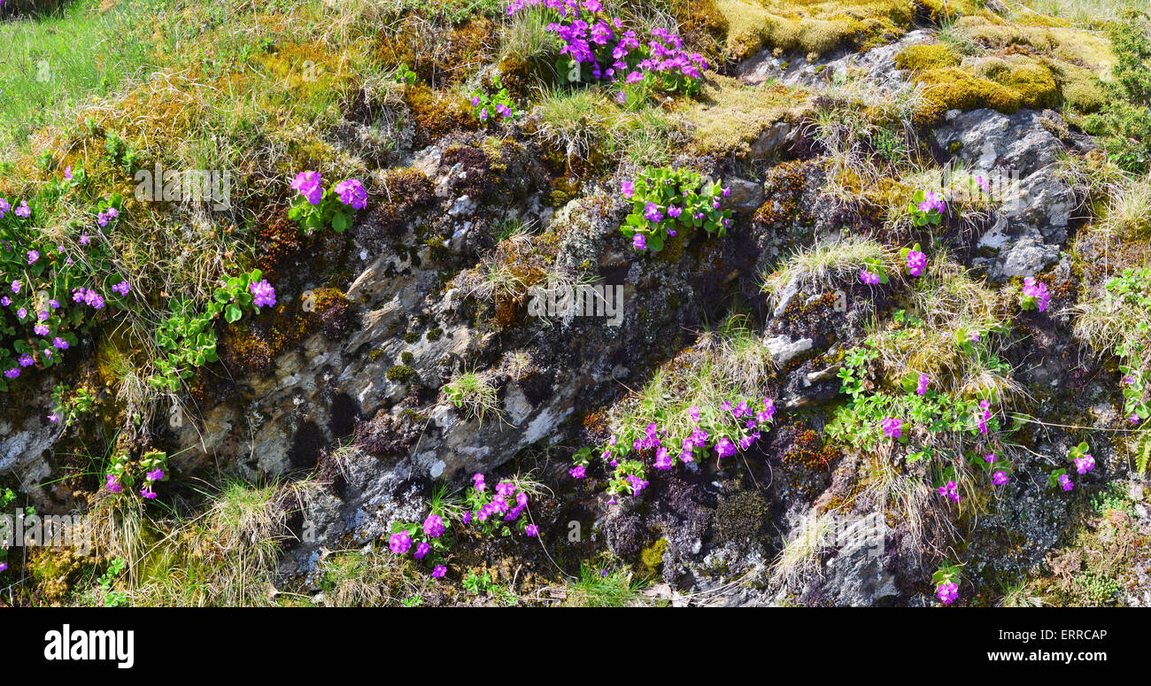 Wild flowers on the spring slope Stock Photo - Alamy