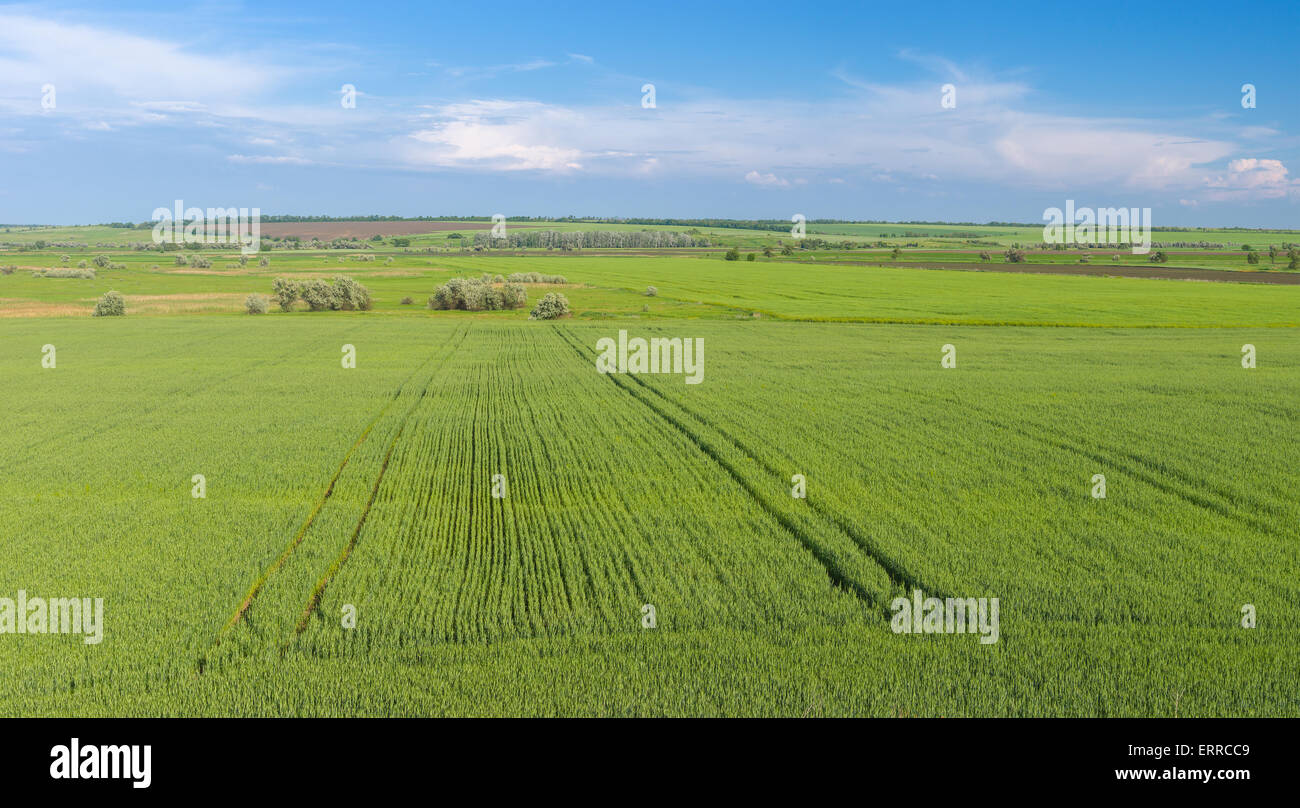Expanse of Ukrainian agricultural fields Stock Photo - Alamy