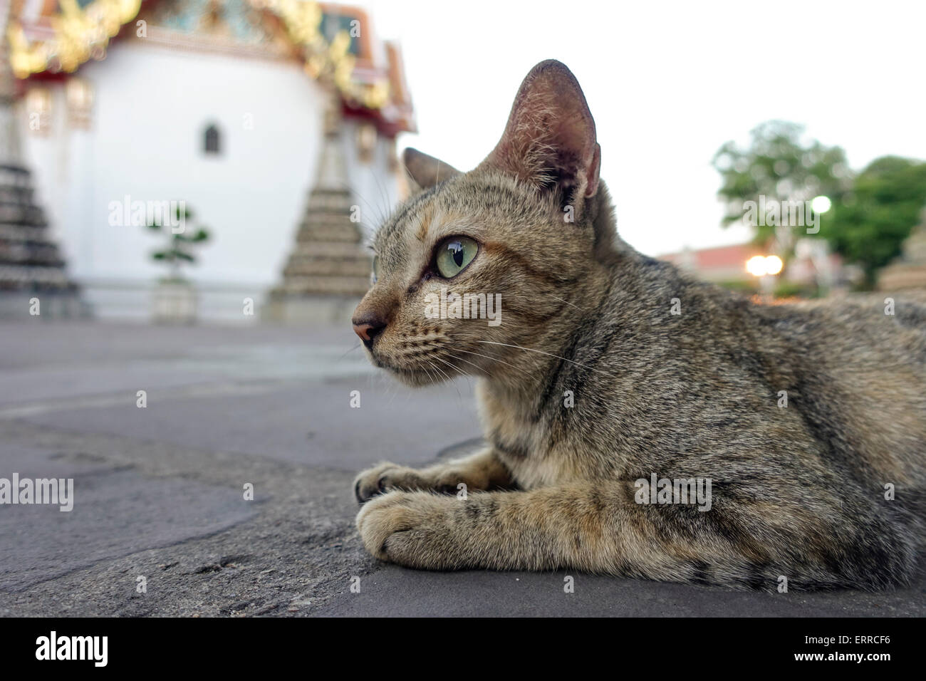 Cat at Wat Pho, Temple of the Reclining Buddha in Bangkok, Thailand ...