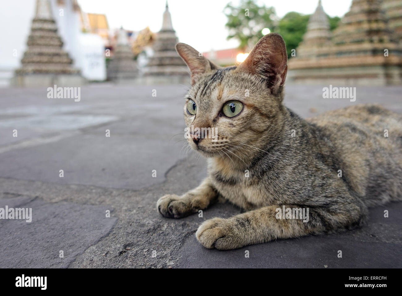 Wat pho temple cat hi-res stock photography and images - Alamy
