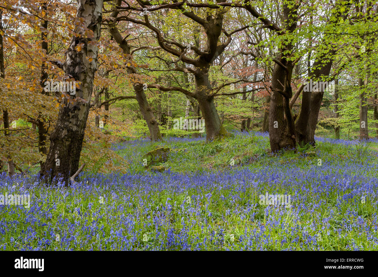 Forest floor covered with expanse of native bluebells hi-res stock ...