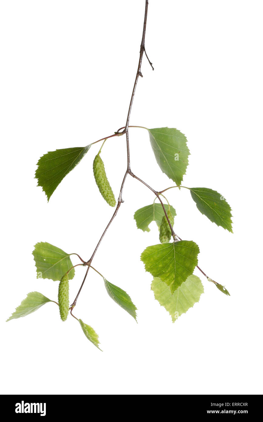 Silver birch leaf and flower against bright white background using ...
