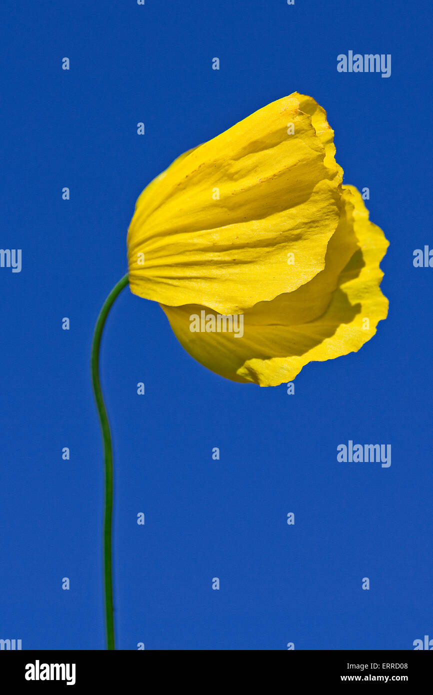 Yellow poppy hi-res stock photography and images - Alamy