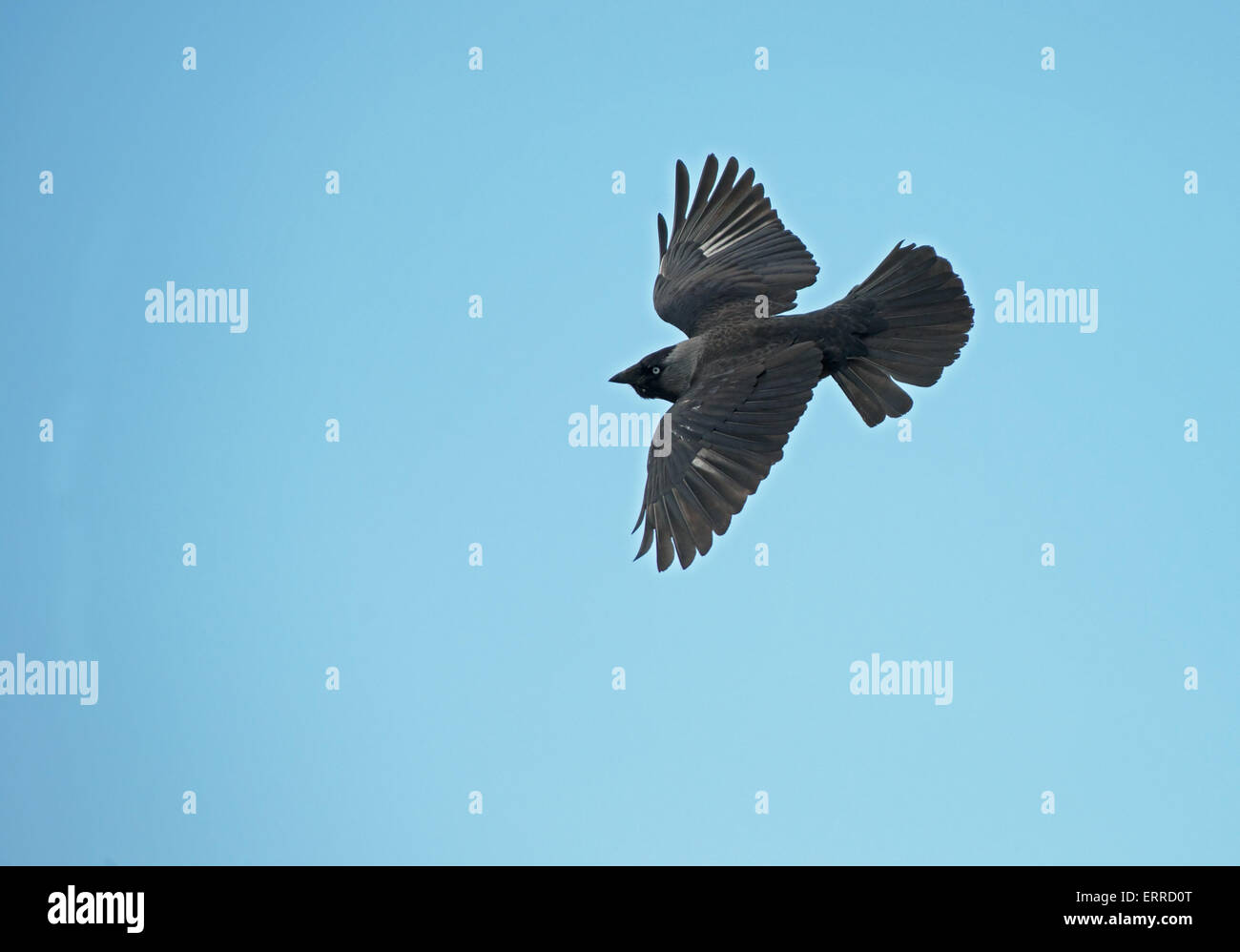Jackdaw-Corvus monedula in flight. Uk Stock Photo - Alamy