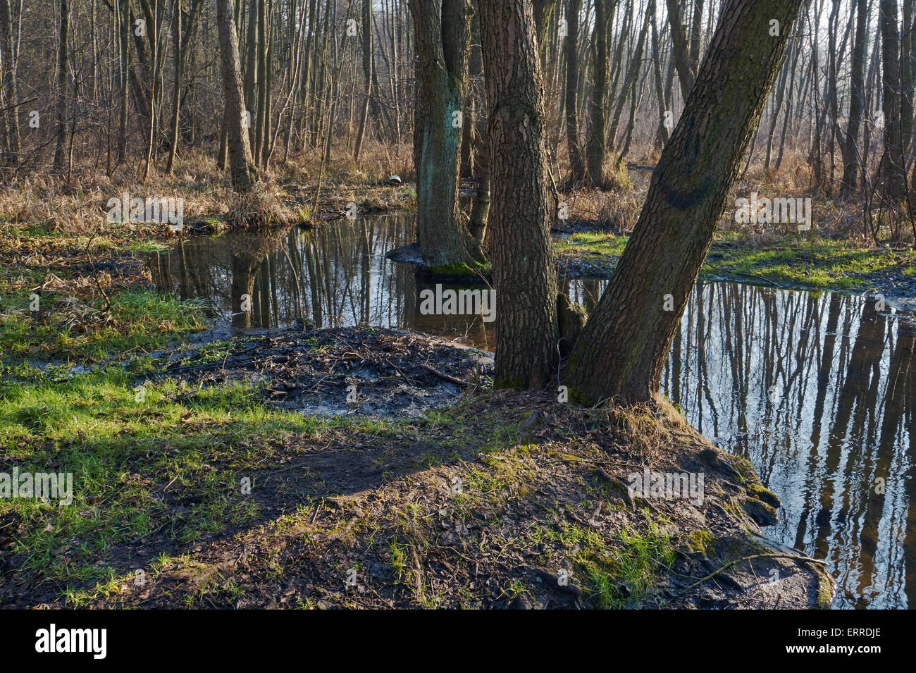 Spillage small deciduous forest river in the spring in Poland Stock ...
