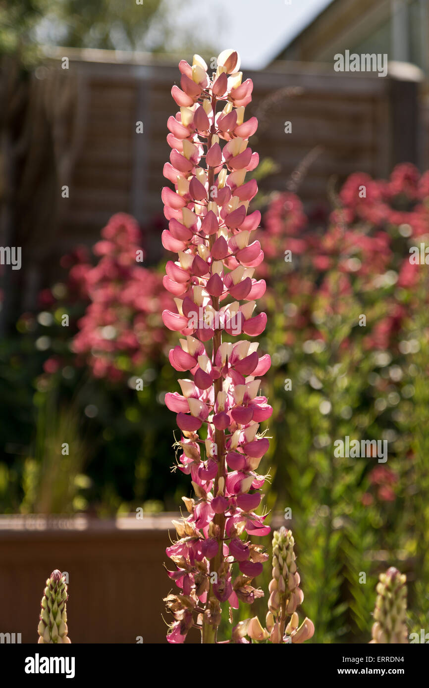 Lupinus, commonly known as lupin or lupine, is a genus of flowering ...