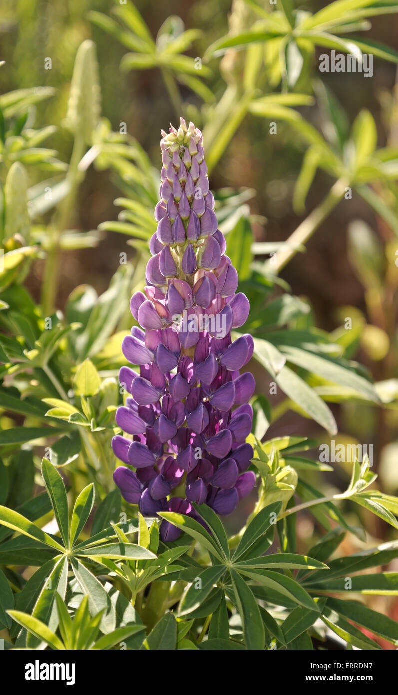 Lupinus, commonly known as lupin or lupine, is a genus of flowering ...