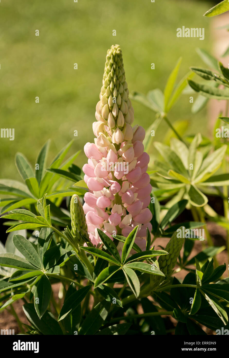 Lupin Genus High Resolution Stock Photography and Images - Alamy