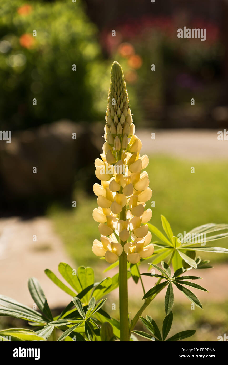 Lupinus, commonly known as lupin or lupine, is a genus of flowering ...