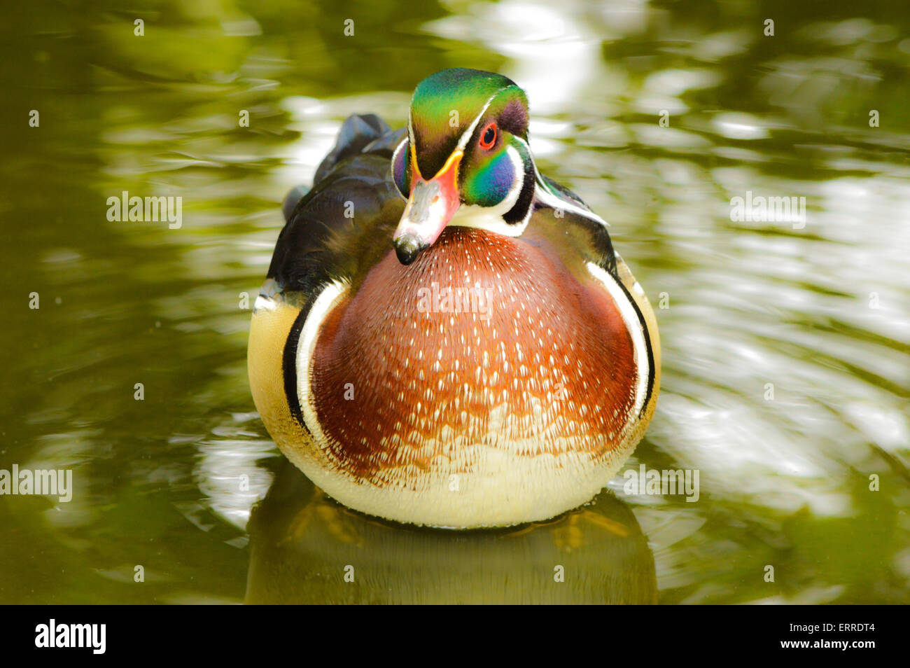 male duck on the river Stock Photo - Alamy