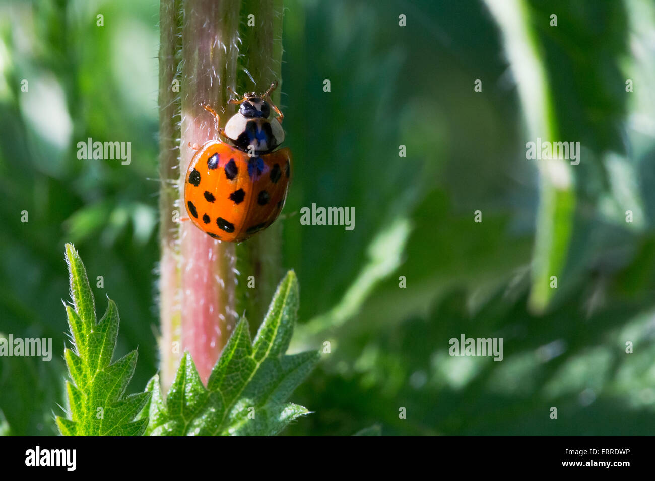 Close up of a red and black ladybird on a plant against a green ...