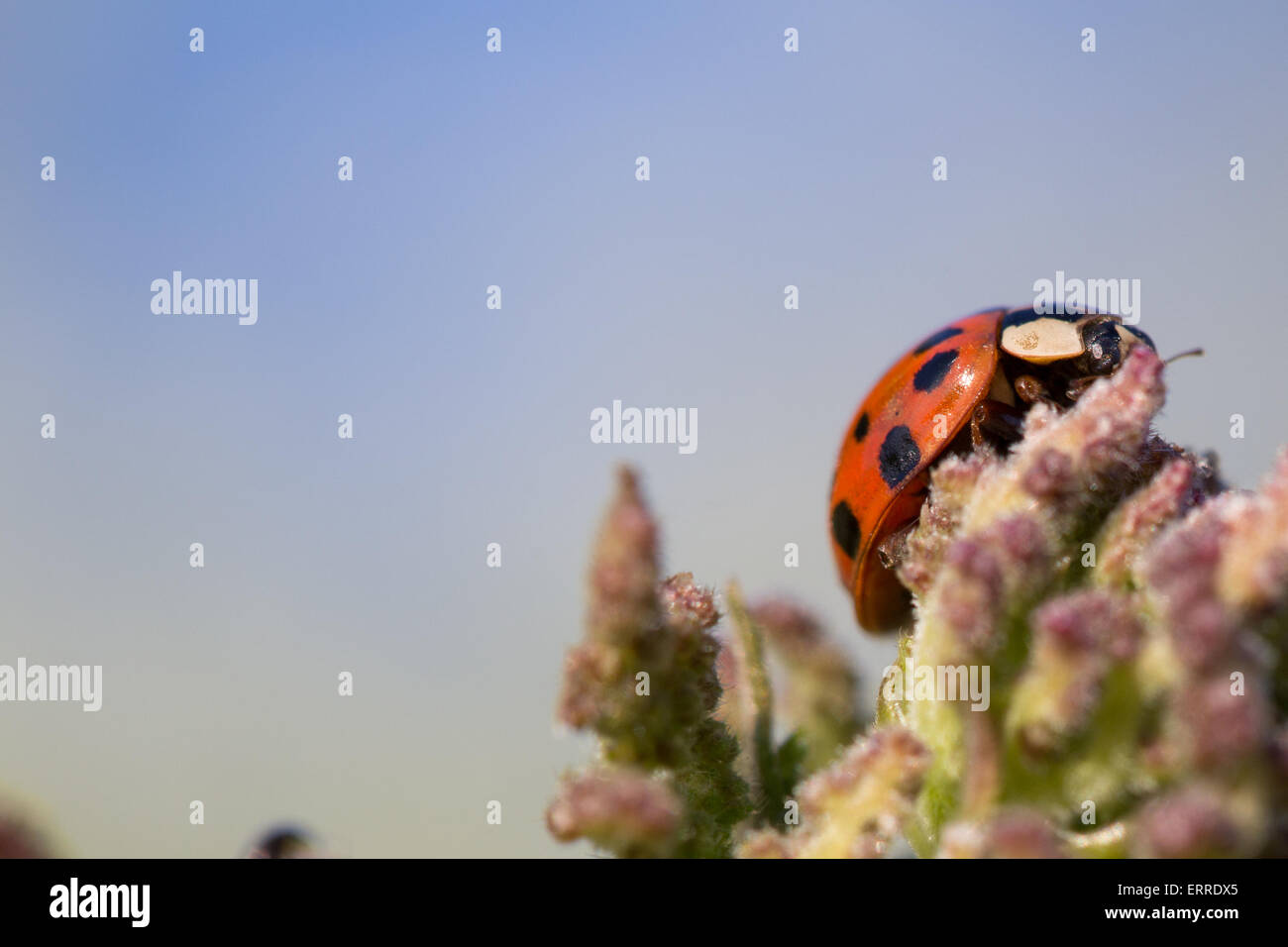 Ladybird on a plant hi-res stock photography and images - Alamy