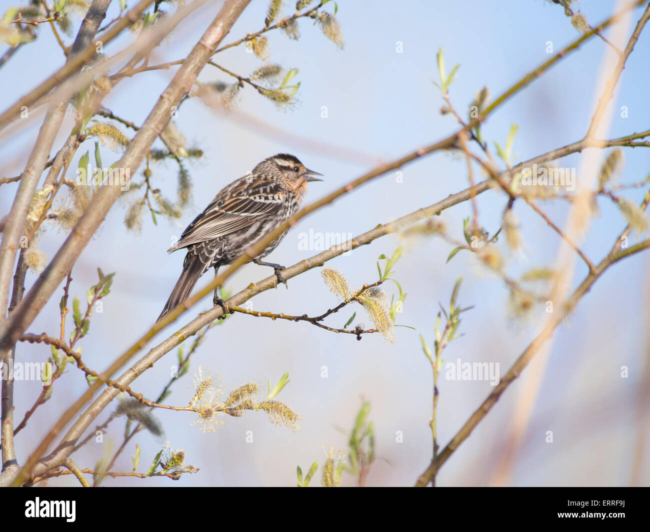 Bird on a branch Stock Photo - Alamy