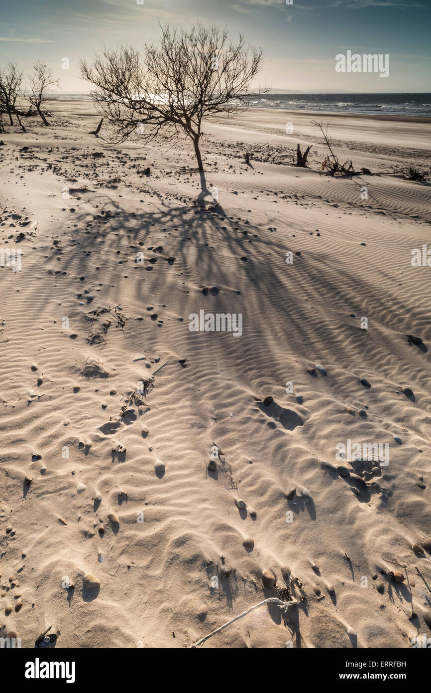 Culbin Forest Scotland High Resolution Stock Photography and Images - Alamy