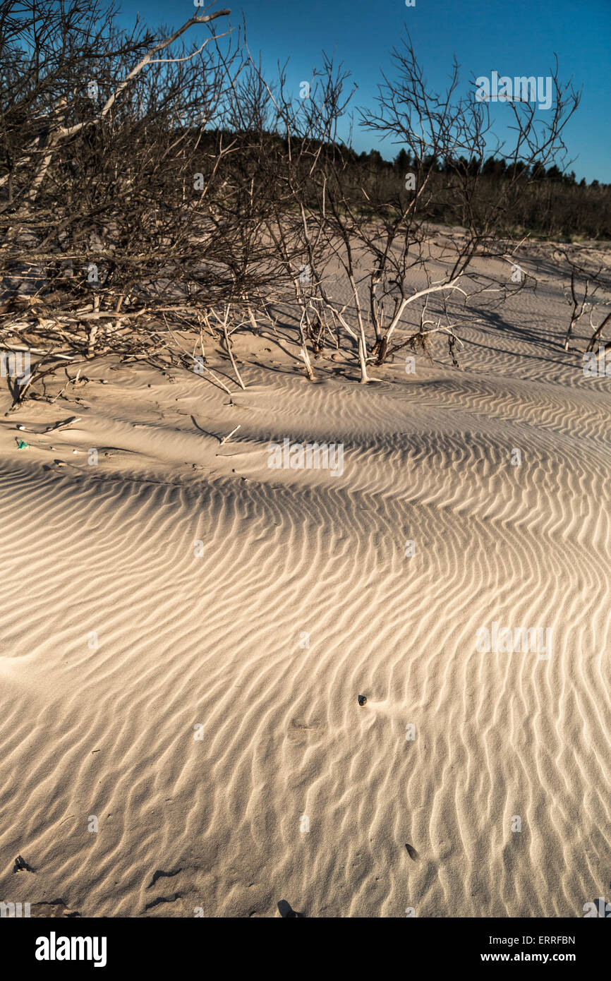 Culbin Forest Scotland High Resolution Stock Photography and Images - Alamy