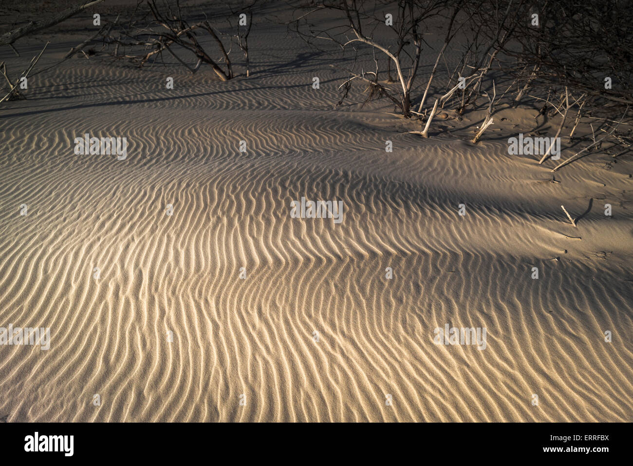 Sand ripples at Culbin beach in Scotland Stock Photo - Alamy