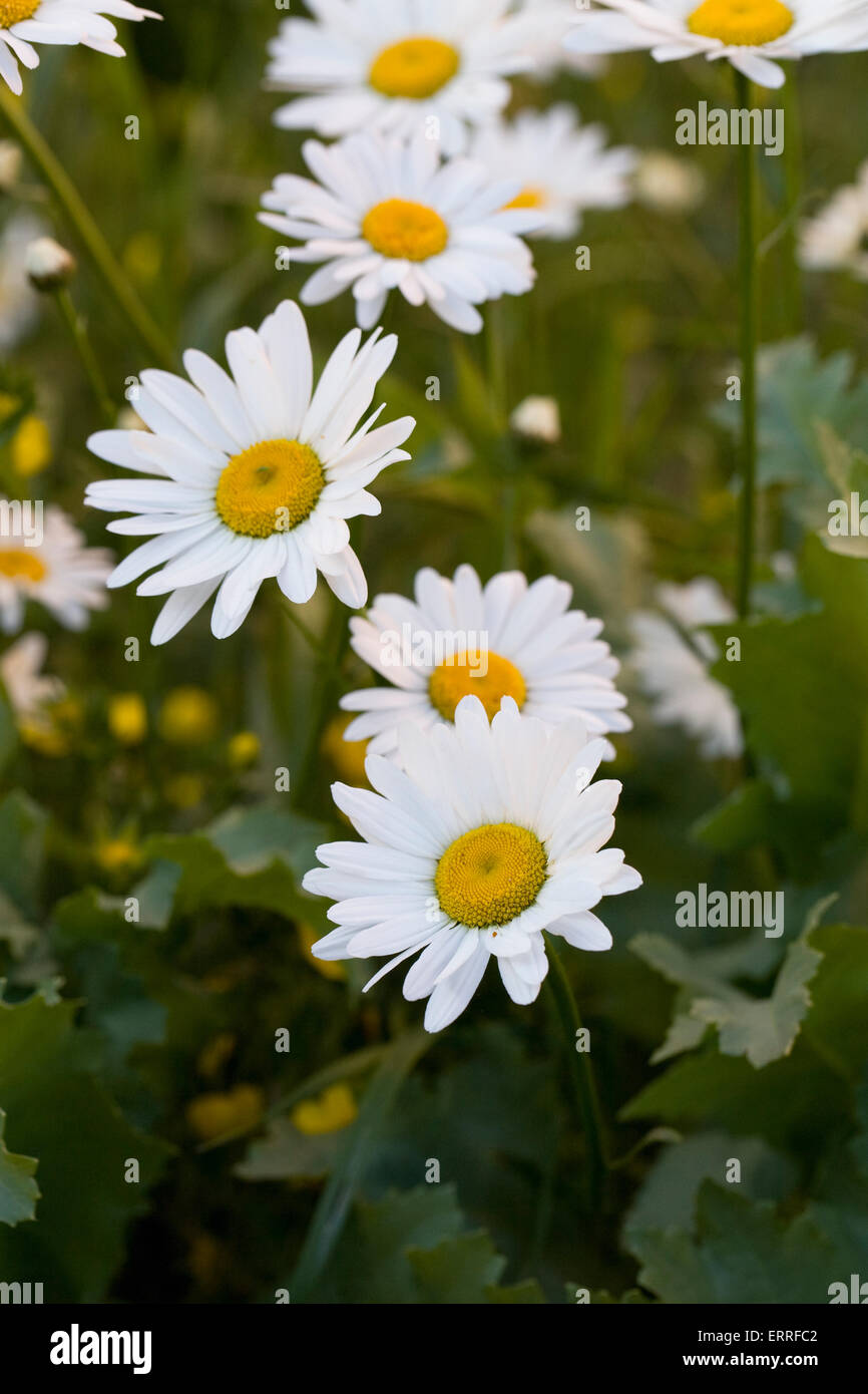 Leucanthemum vulgare. Oxeye daisies in a garden Stock Photo - Alamy