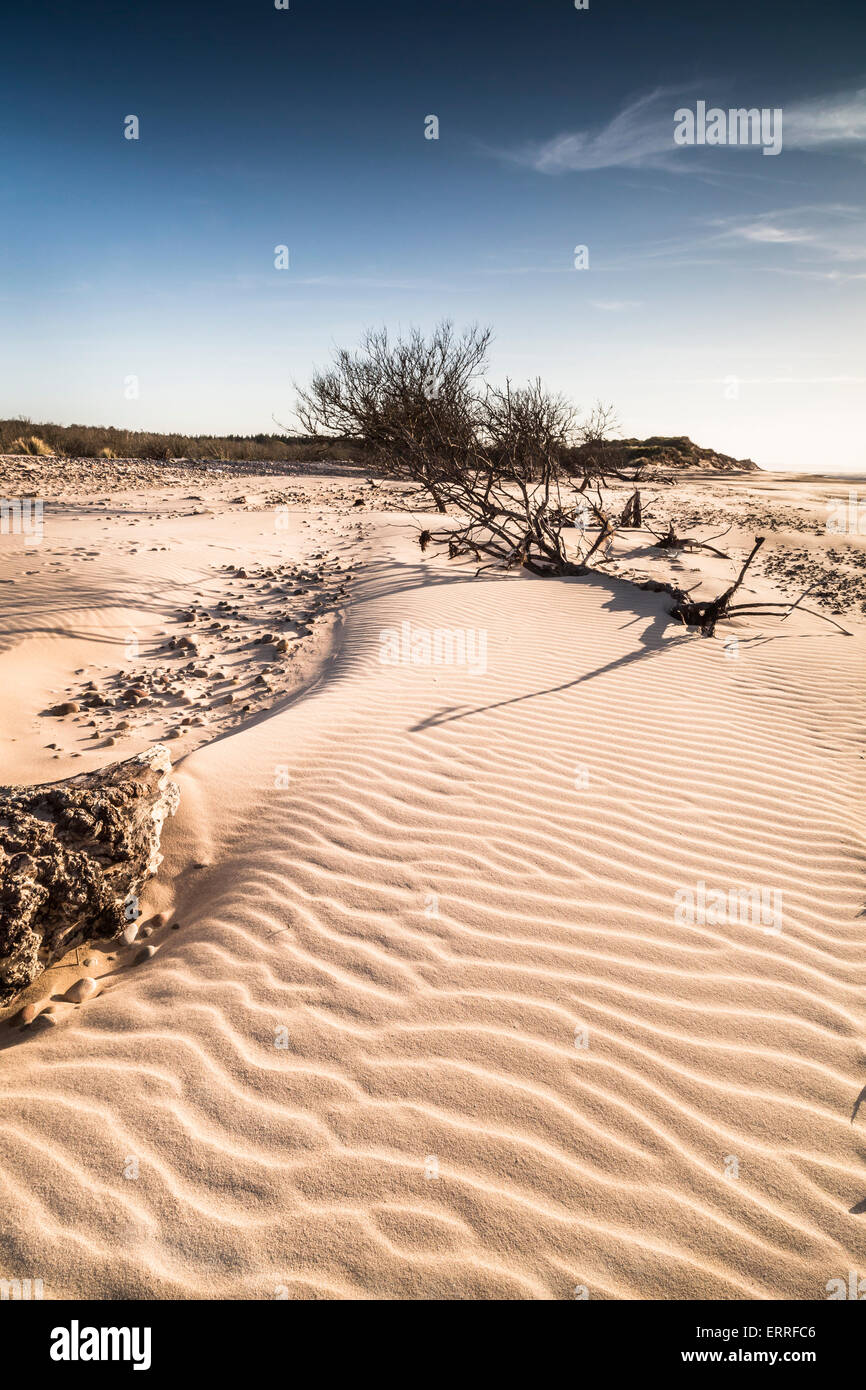 Sand ripples and driftwood on Culbin beach in Scotland Stock Photo - Alamy
