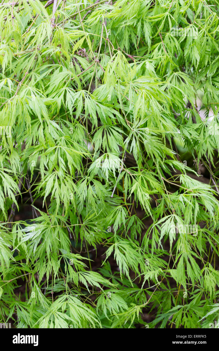 Finely divided leaves hi-res stock photography and images - Alamy