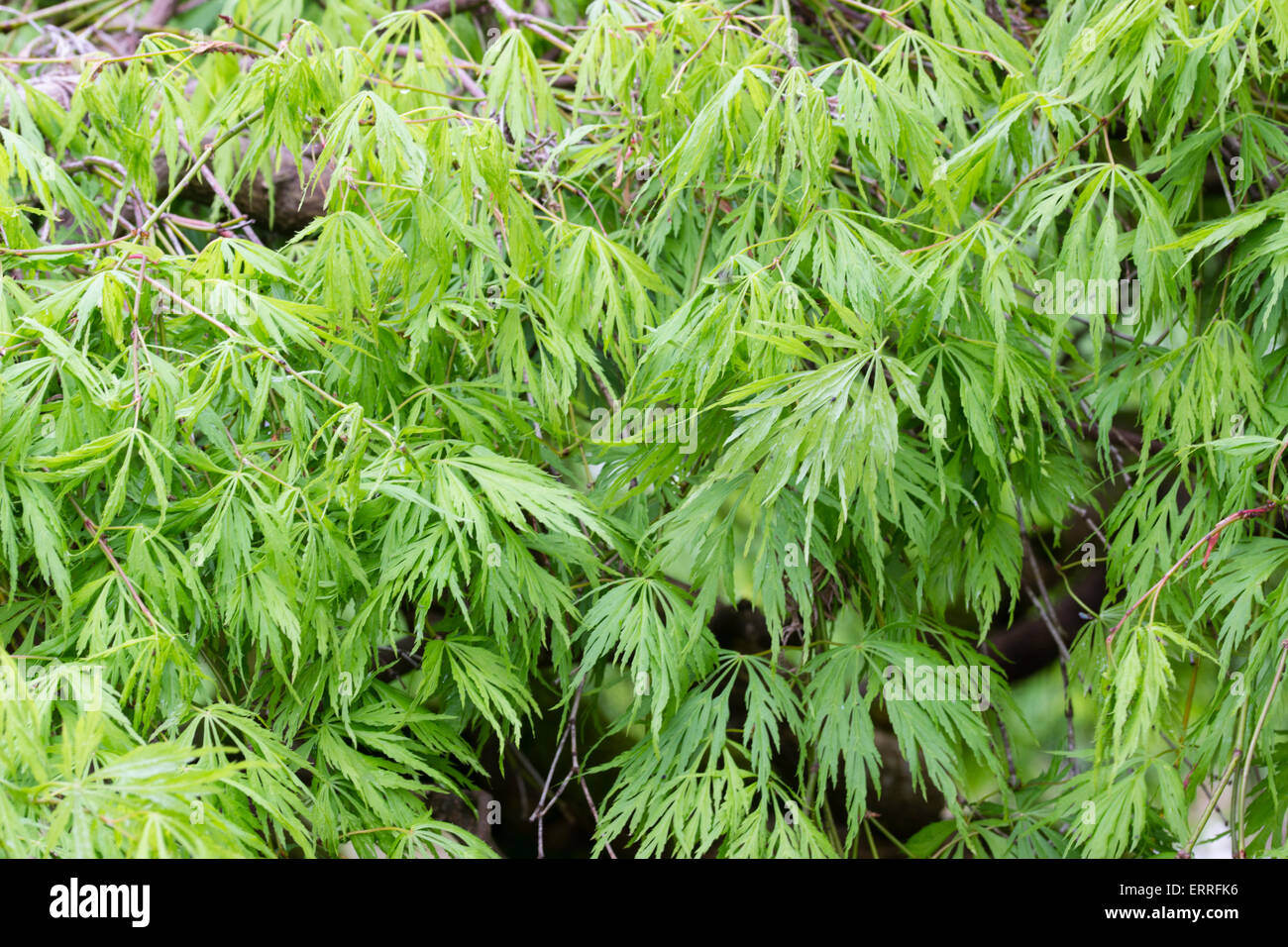 Finely divided green spring foliage of the Japanes maple, Acer palmatum ...