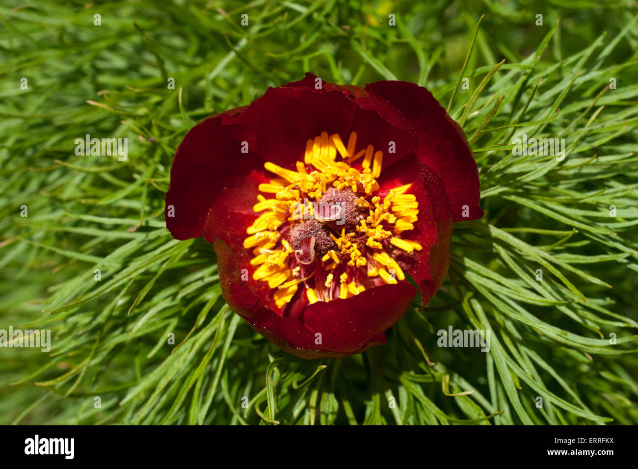 Close up of flower of the fern leaved peony, Paeonia tenuifolia Stock ...