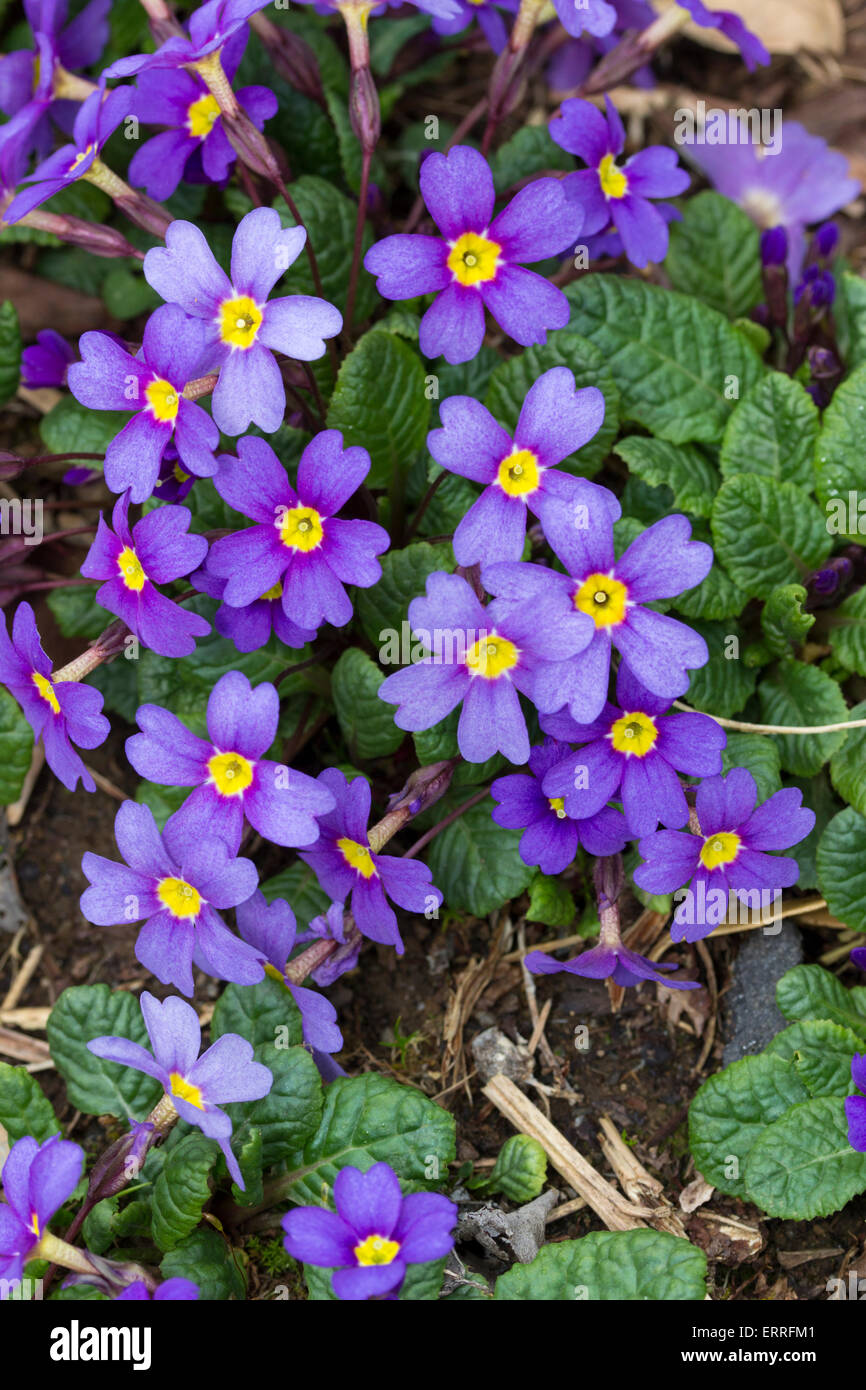 Bright blue primrose flowers of the hybrid, Primula 'Hall Barn Blue ...