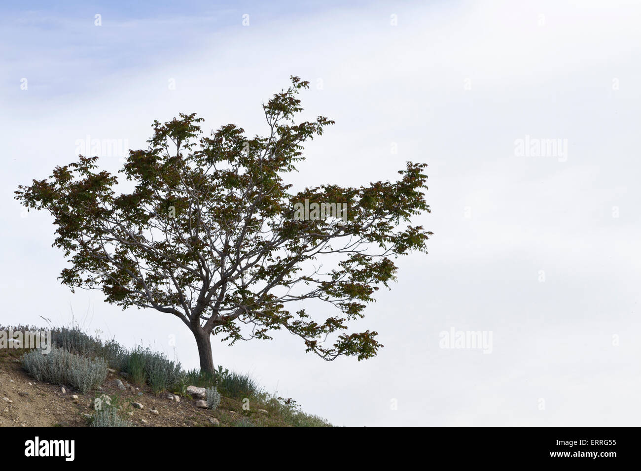 Tree on slope hi-res stock photography and images - Alamy