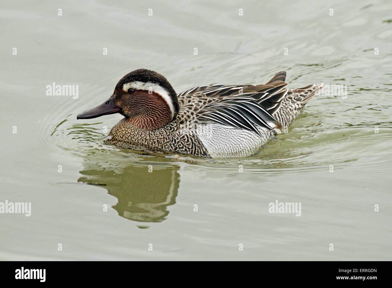 Garganey (Anas querquedula) - drake Stock Photo - Alamy