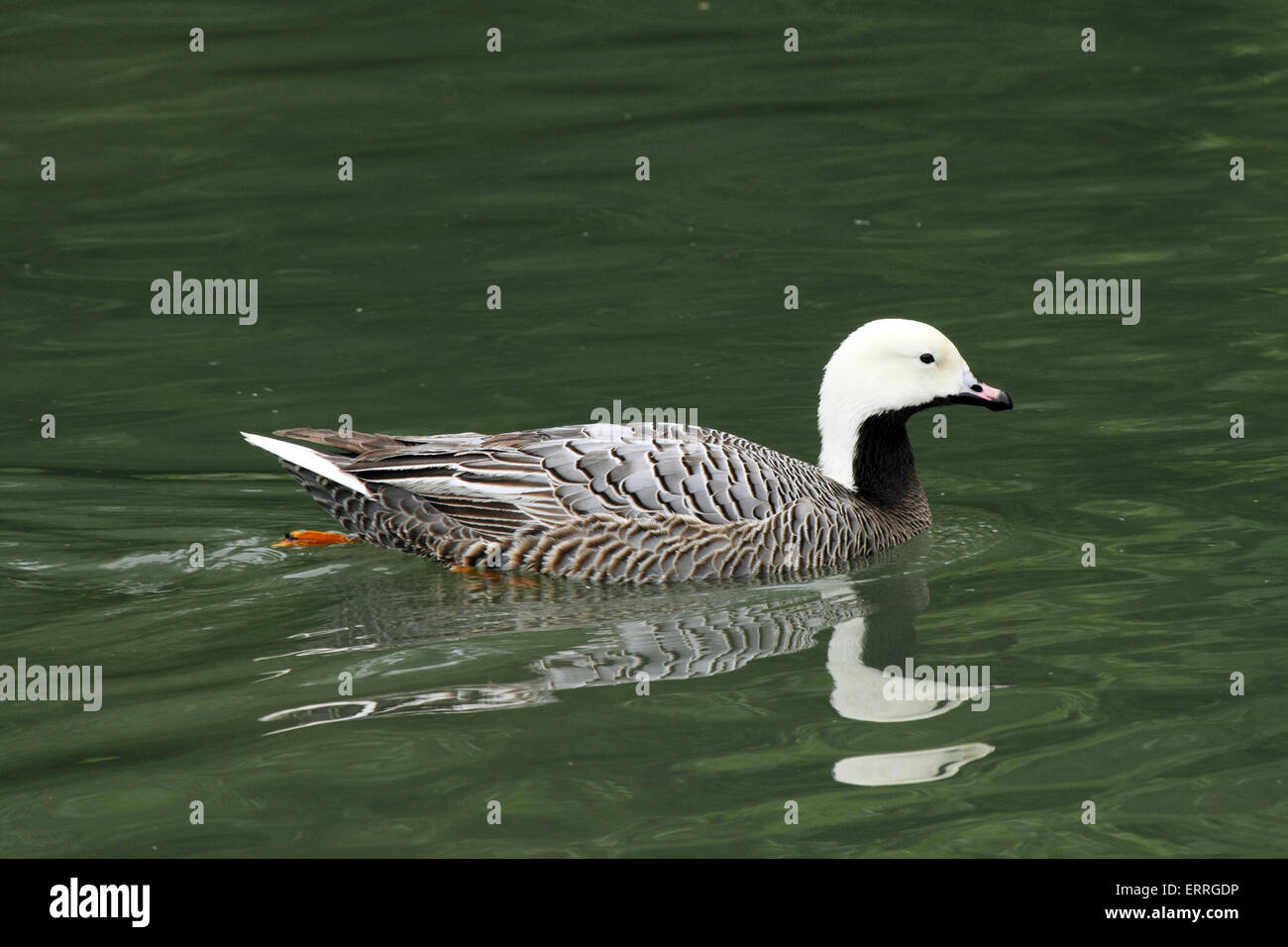Emperor Goose (Chen canagica) - Alaska, Bering Sea, Kamchatka Stock ...