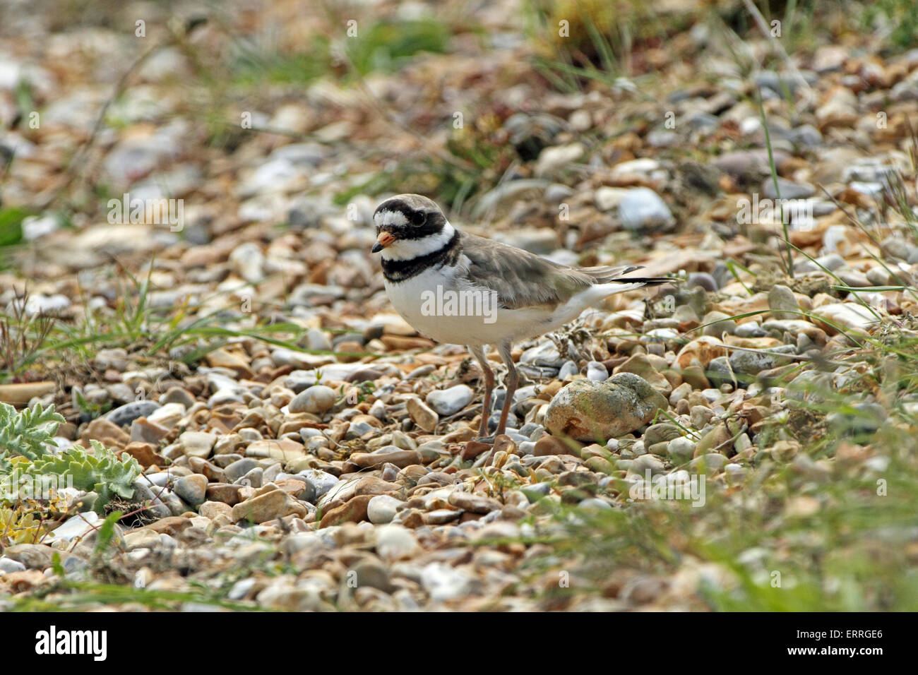 Ringed Plover (Charadrius hiaticula Stock Photo - Alamy