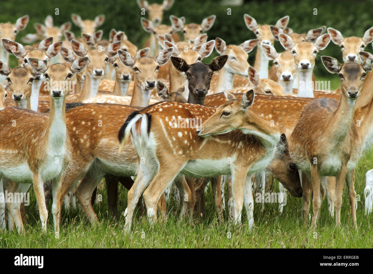 Fallow Deer (Dama dama) - including one black (melanistic) animal Stock ...