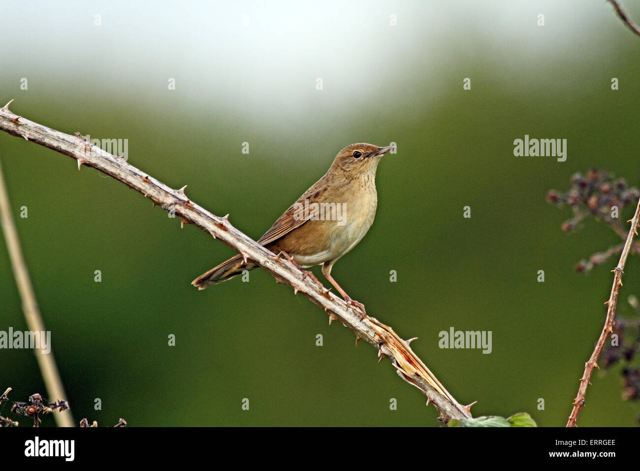Grasshopper Warbler (Locustella naevia Stock Photo - Alamy