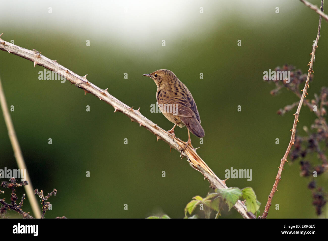 Grasshopper Warbler (Locustella naevia Stock Photo - Alamy