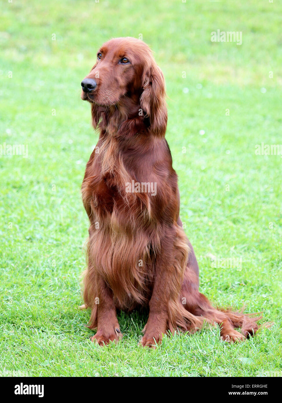 Typical Irish Red Setter on a green grass lawn Stock Photo - Alamy
