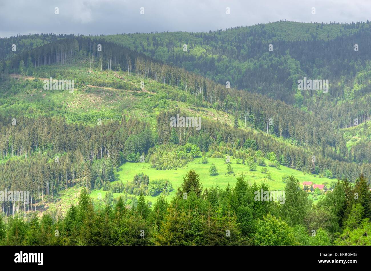 Poland cut trees hi-res stock photography and images - Alamy